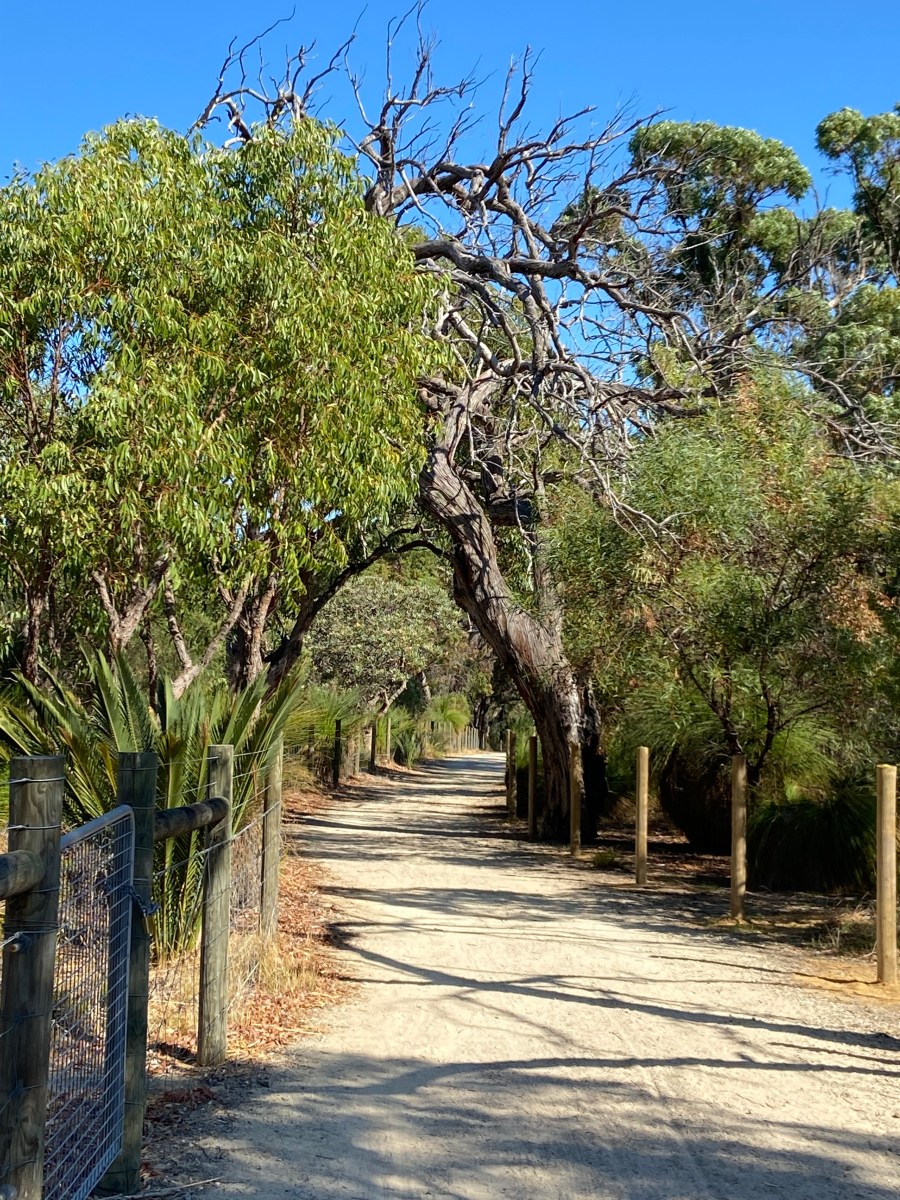 Djeran Season – Star Swamp Walk and Banksias | Le Chic En Rose